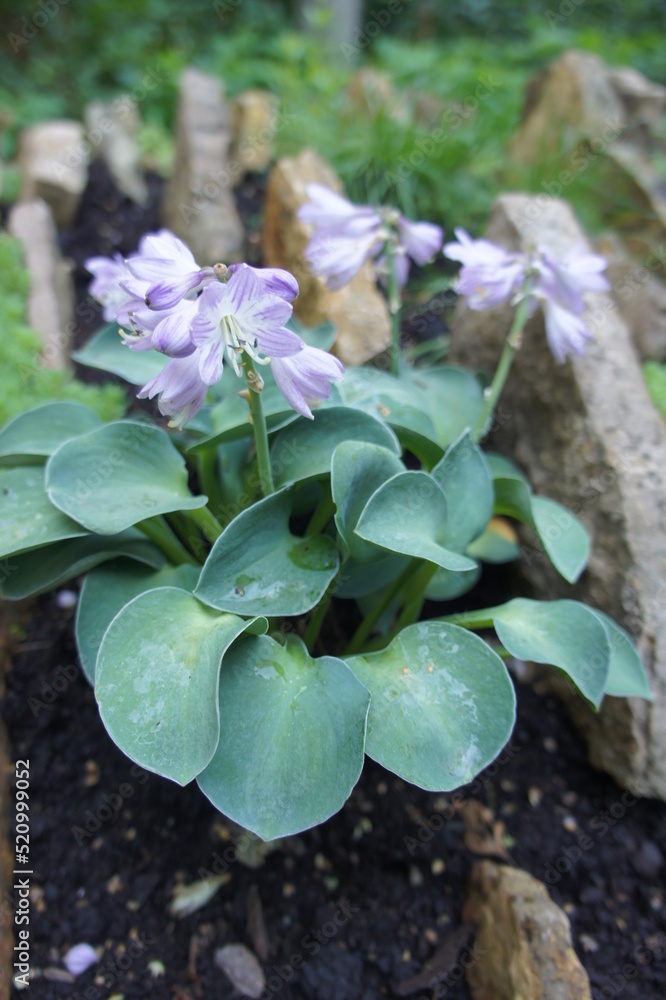 beautiful little Hosta blue mouse Ears close up on garden Alpine slide ...