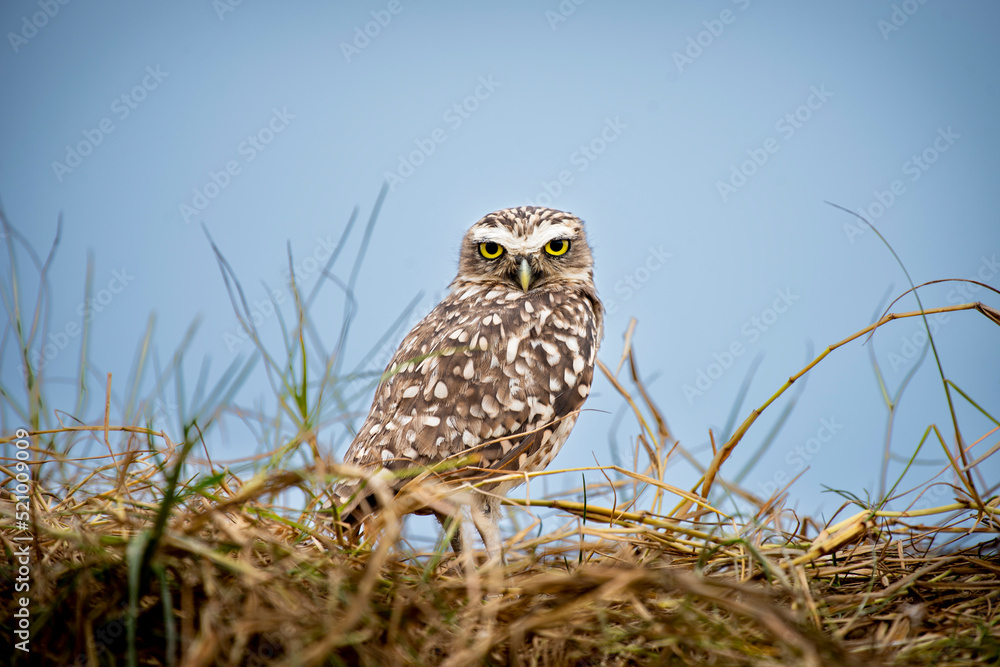 Foto de Lechuza Andina en el santuario nacional Lagunas de Mejia do ...