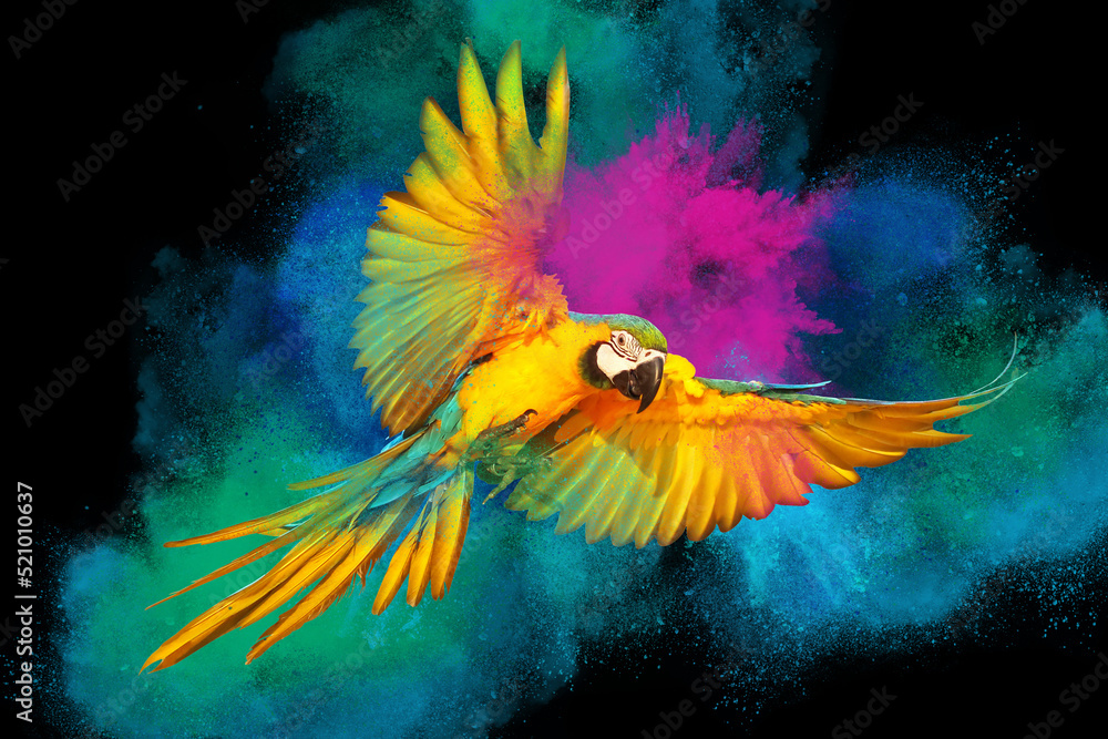 Colorful powder explosion with Macaw parrot flying isolated on black ...