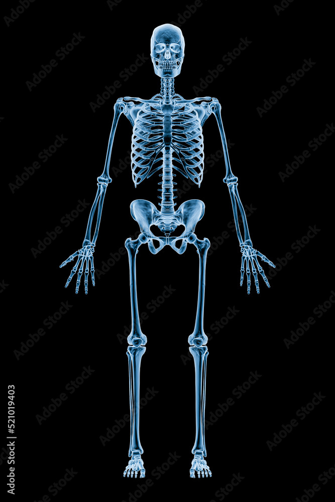 Xray image of anterior or front view of full human skeletal system or ...