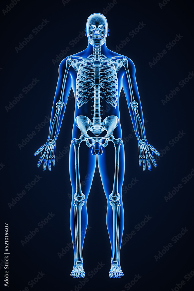 Accurate xray of anterior view of full human skeletal system with adult ...