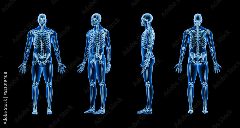 Poster Accurate xray image of human skeletal system with adult male ...