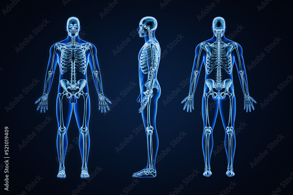 Accurate xray image of human skeletal system with adult male skeleton ...