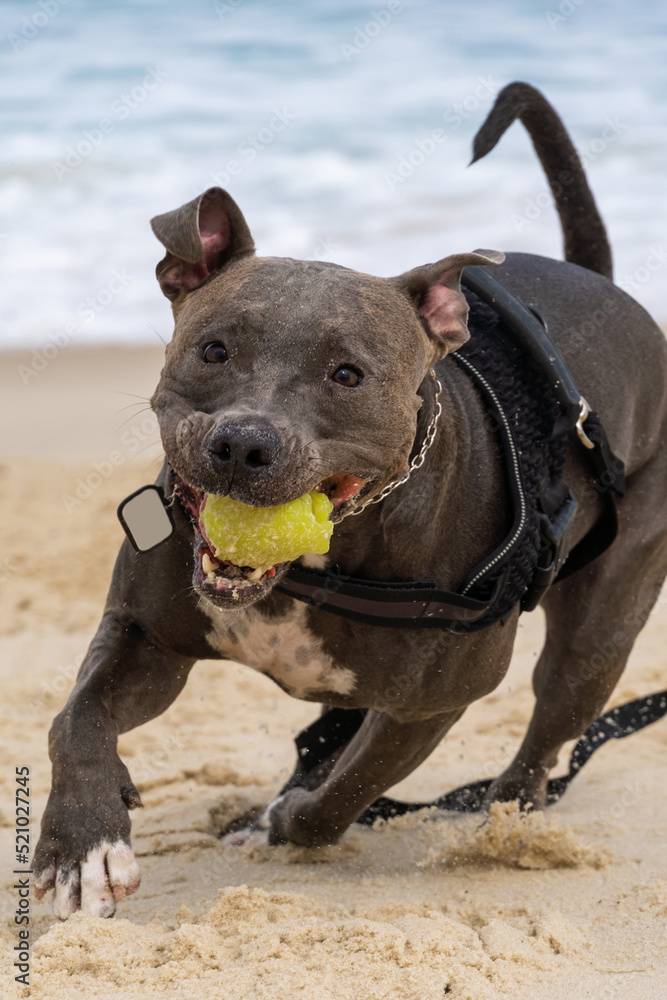 Pit Bull dog playing on the beach. Having fun with the ball and digging ...