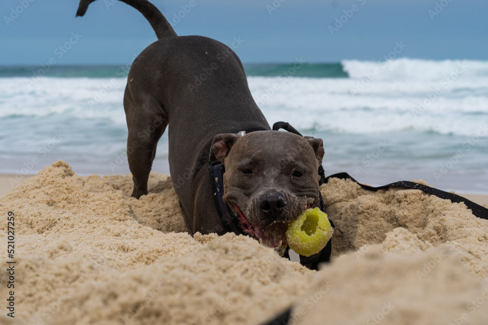 Pit Bull dog playing on the beach. Having fun with the ball and digging ...
