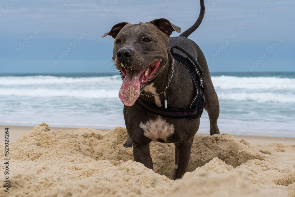 Pit Bull dog playing on the beach. Having fun with the ball and digging ...