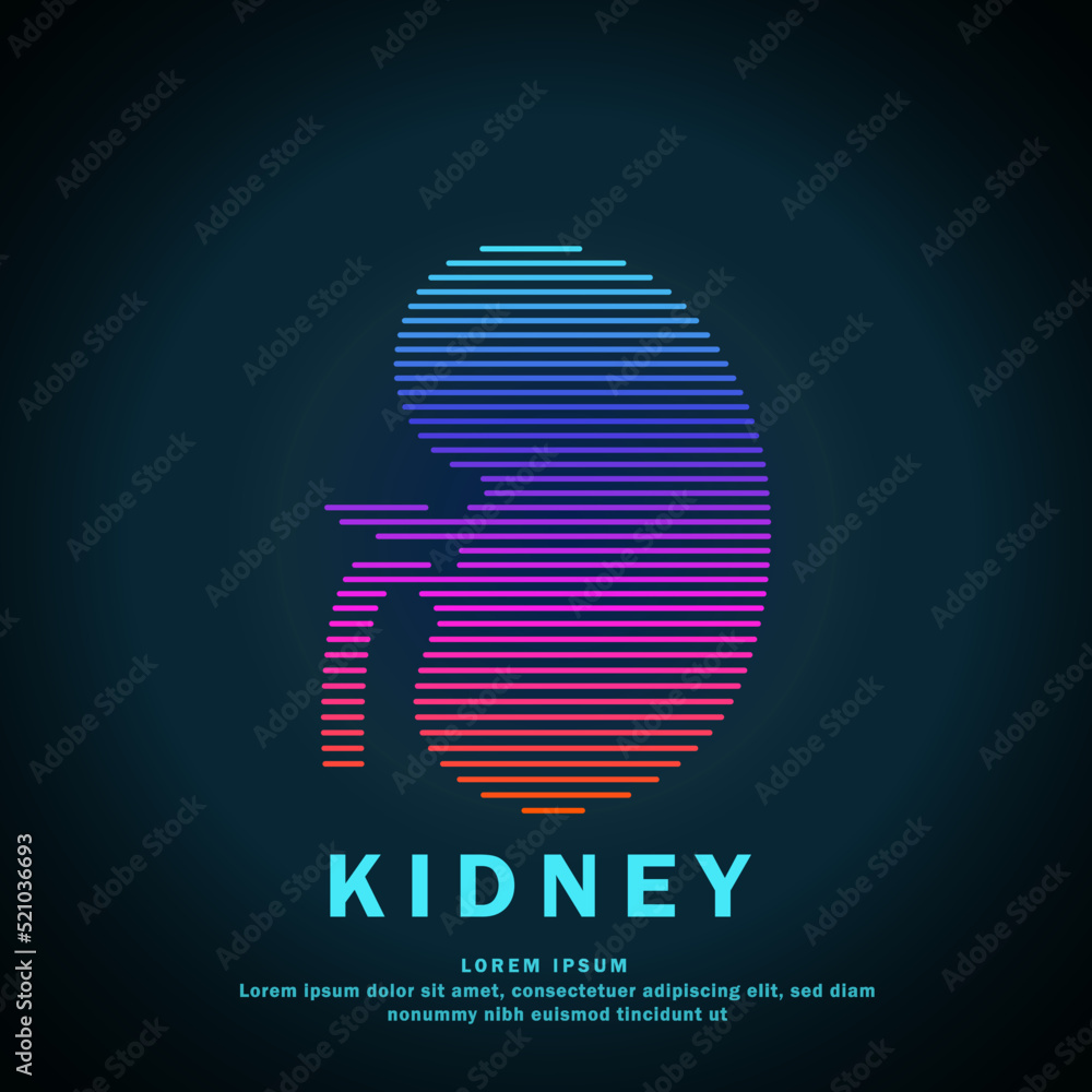 Human kidney medical structure. Vector logo kidney color silhouette on ...