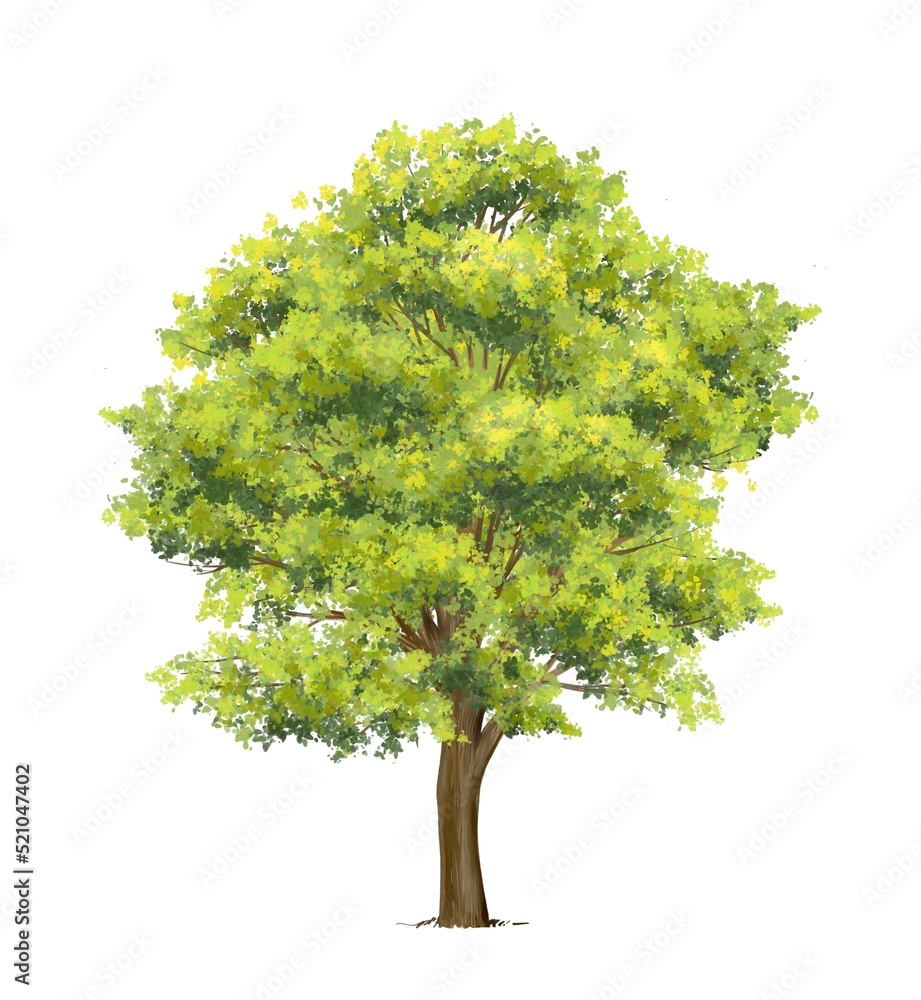 watercolor of tree side view isolated on white background for landscape ...