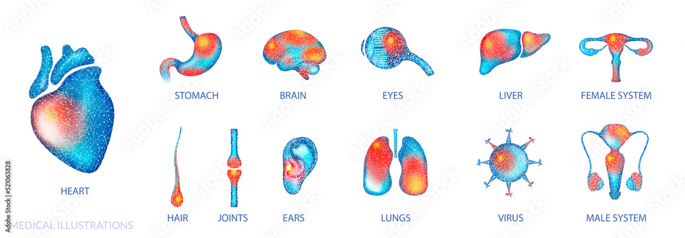 The concept of a plexus internal organs,heart,brain,eyes,liver,male and ...