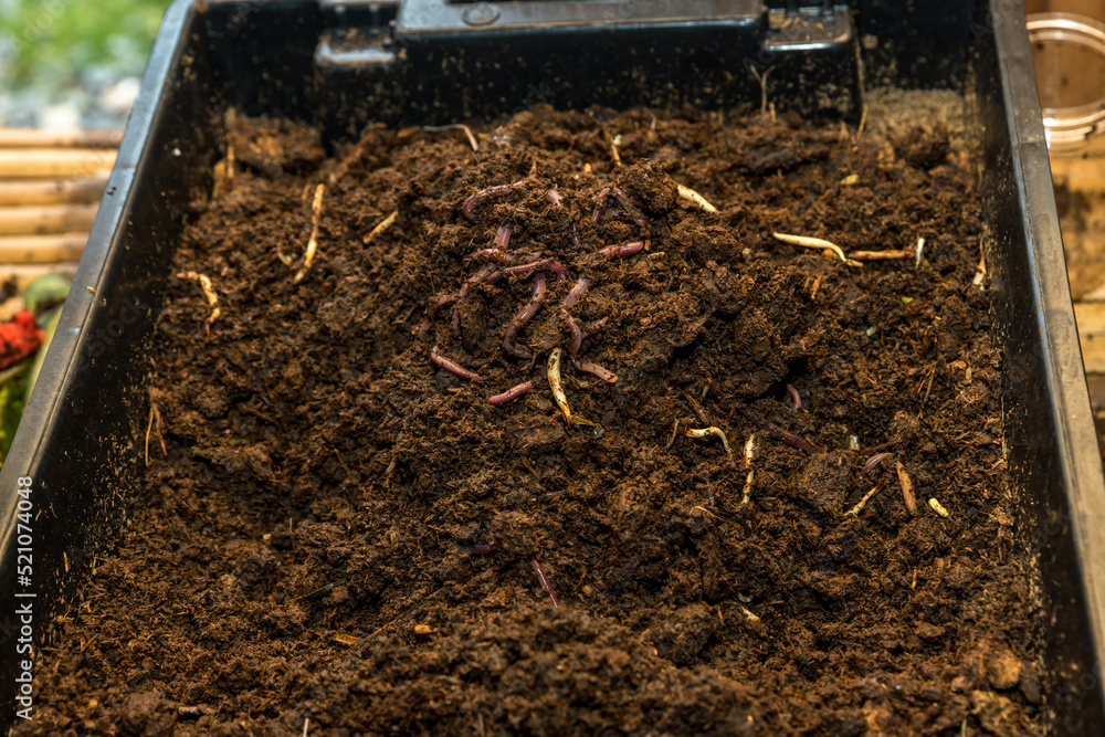 Earthworms on soil for organic fertilizer farming concept. Many ...