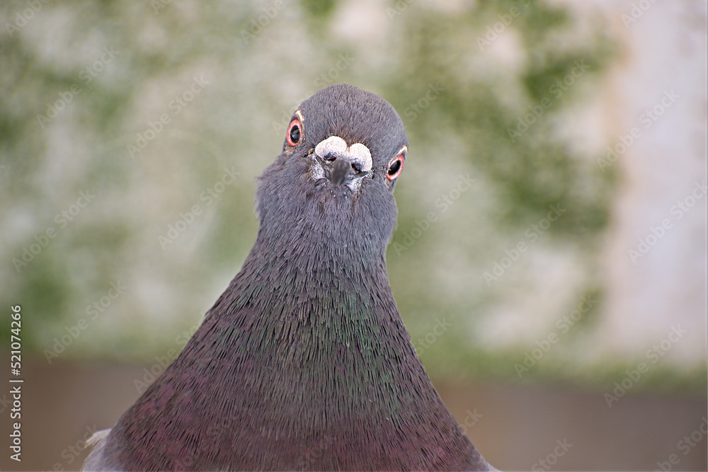 Charismatic pigeon picture looking straight to camera. A very charming ...