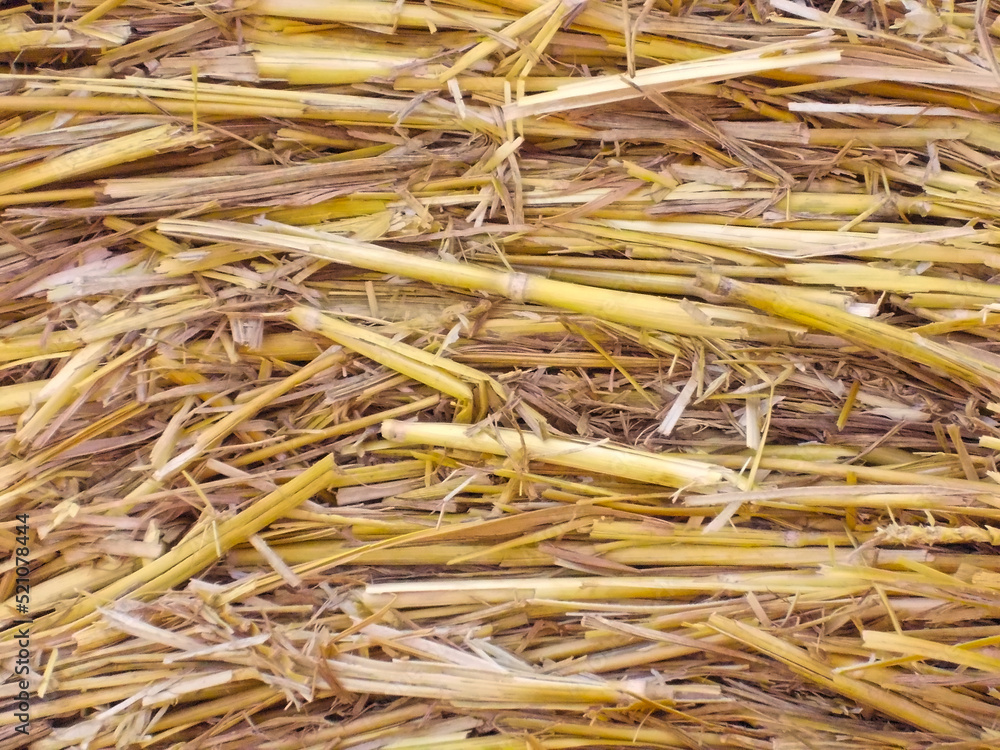 Straw and thatch texture, closeup picture Stock Photo | Adobe Stock