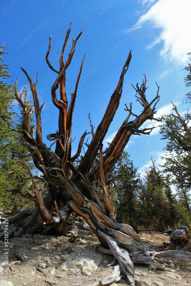 Ancient Bristlecone Pine (Pinus longaeva) trees in the White Mountains ...