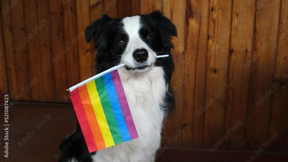 Funny cute puppy dog border collie holding LGBT rainbow flag in mouth ...