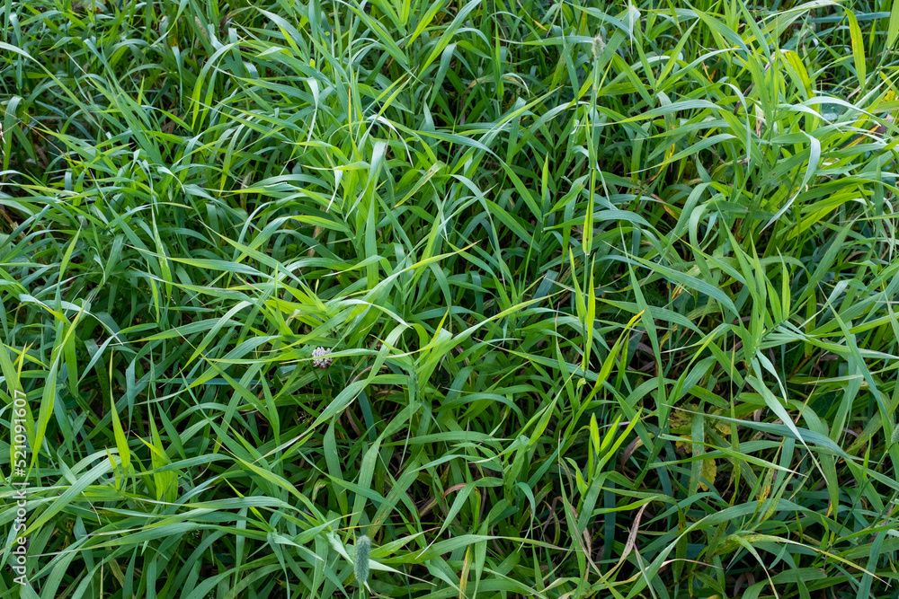 Background from green grass, top view. The texture of the fresh green ...