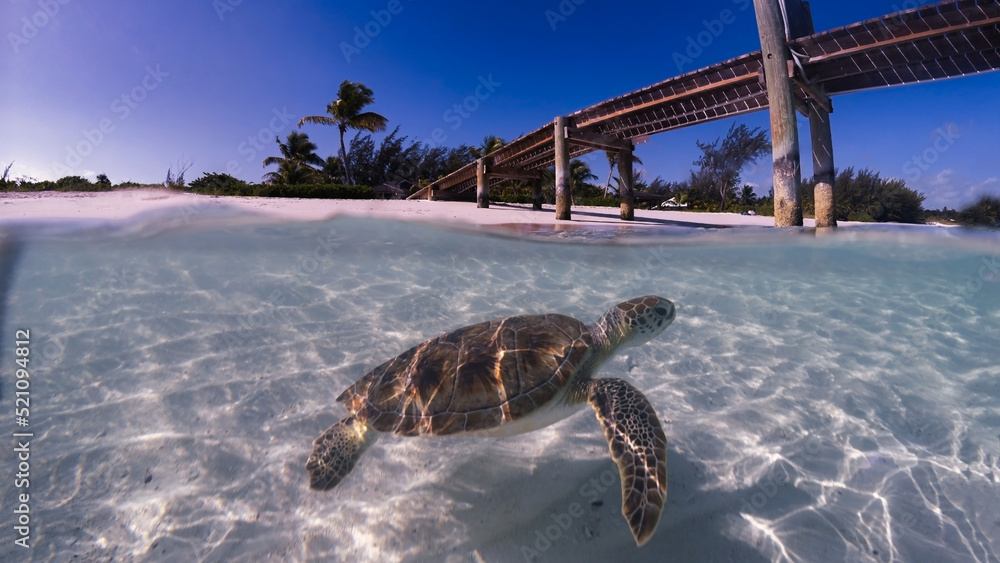 Turtle swimming underwater in Bahamas with a beautiful pier. Half and ...