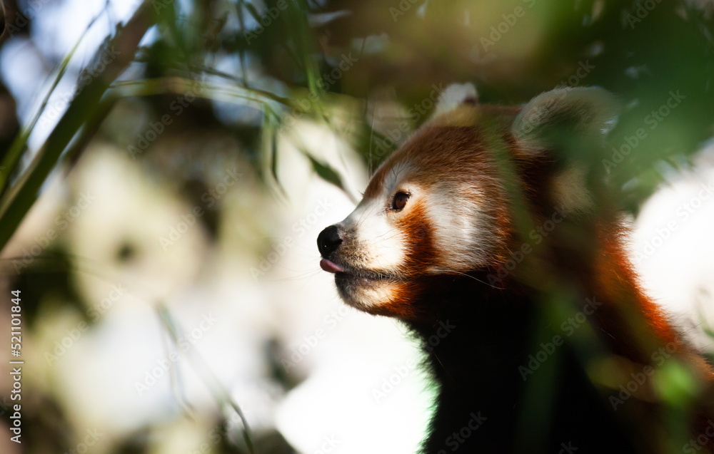 Light face of red panda hiding in branches of green tree. Wild animal ...
