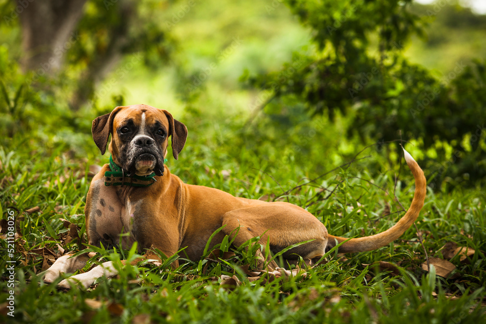 Cachorro da raça boxer deitado na grama ao ar livre. Stock Photo ...