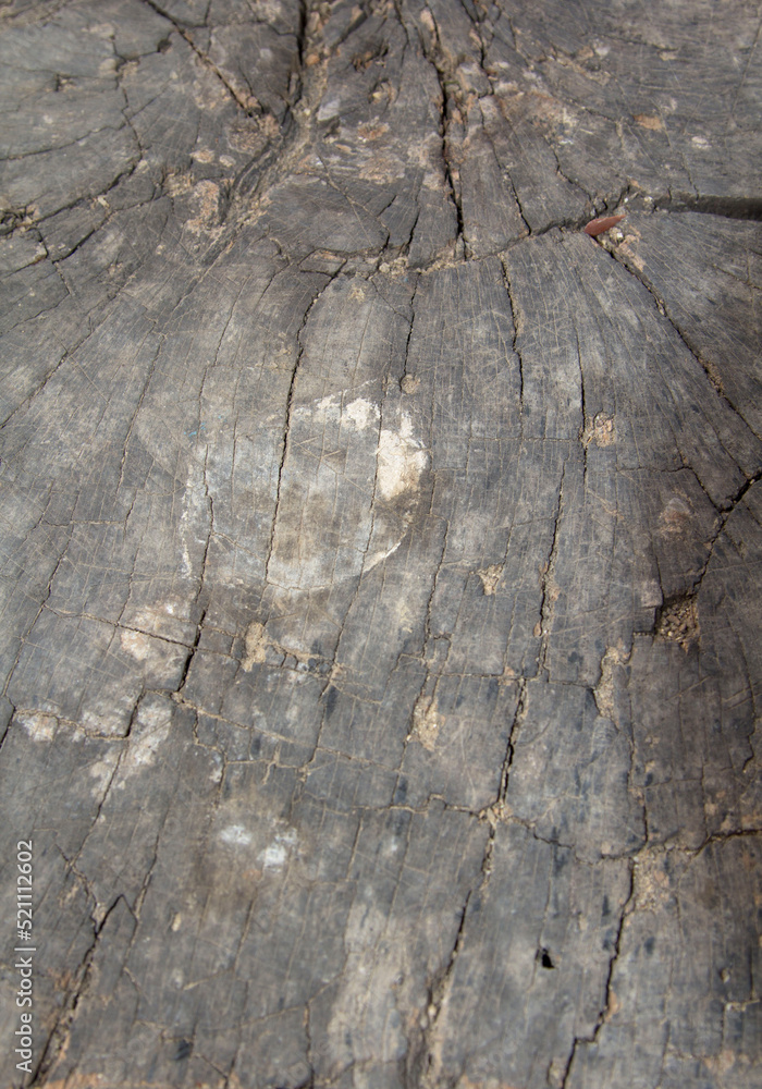 Older logs with naturally occurring fungi with naturally beautiful ...