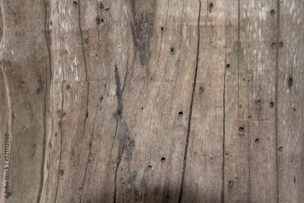 Older logs with naturally occurring fungi with naturally beautiful ...