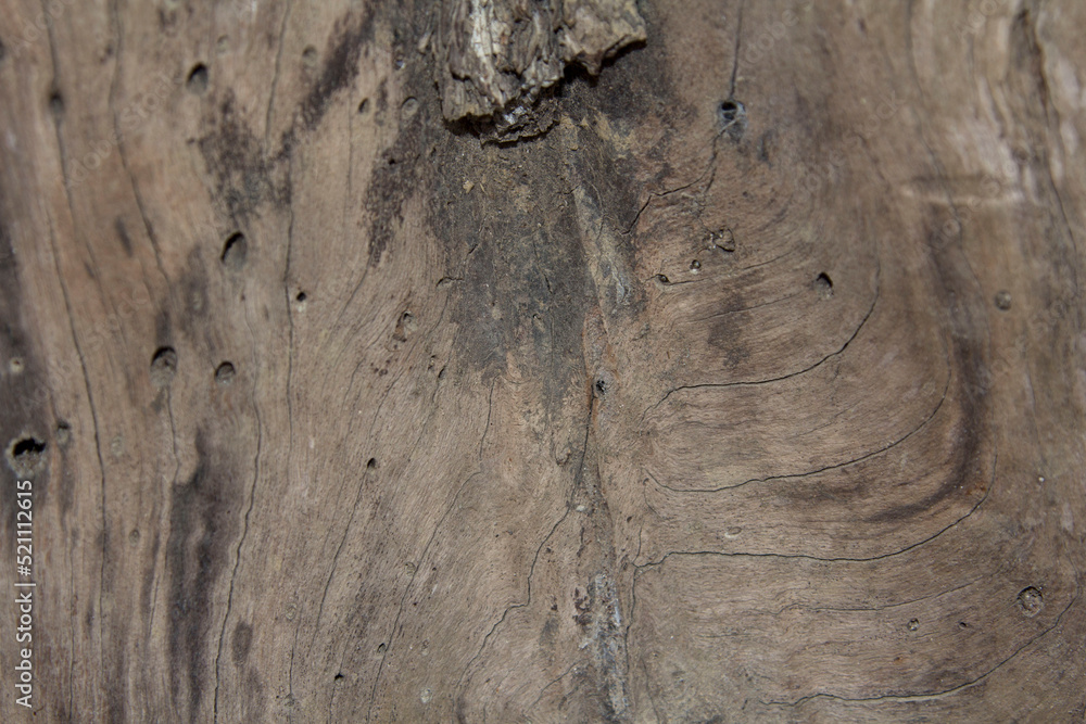 Older logs with naturally occurring fungi with naturally beautiful ...