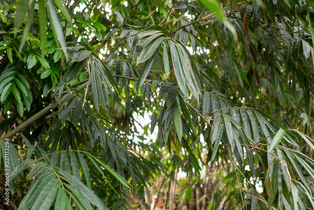 daun bambu di hutan bambu Stock Photo | Adobe Stock