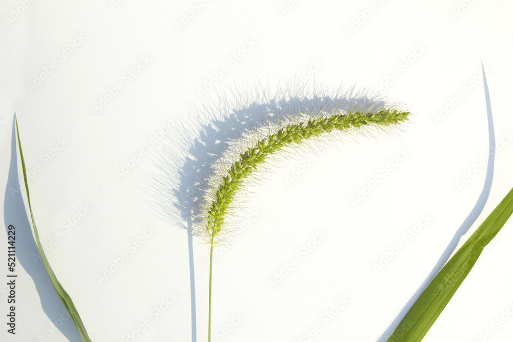 Ear of green foxtail grass, green bristlegrass, or wild foxtail millet ...