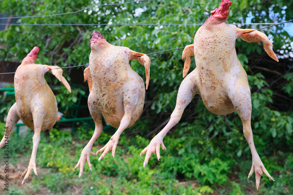 chicken hen carcass suspended after slaughtering in family village ...