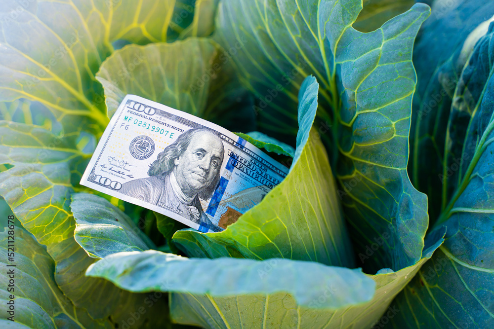 One hundred dollar bill in a growing white cabbage close-up. The cost ...