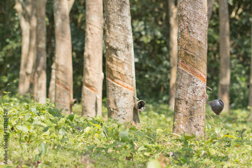 Milky latex extracted from rubber tree (Hevea Brasiliensis) as a source ...