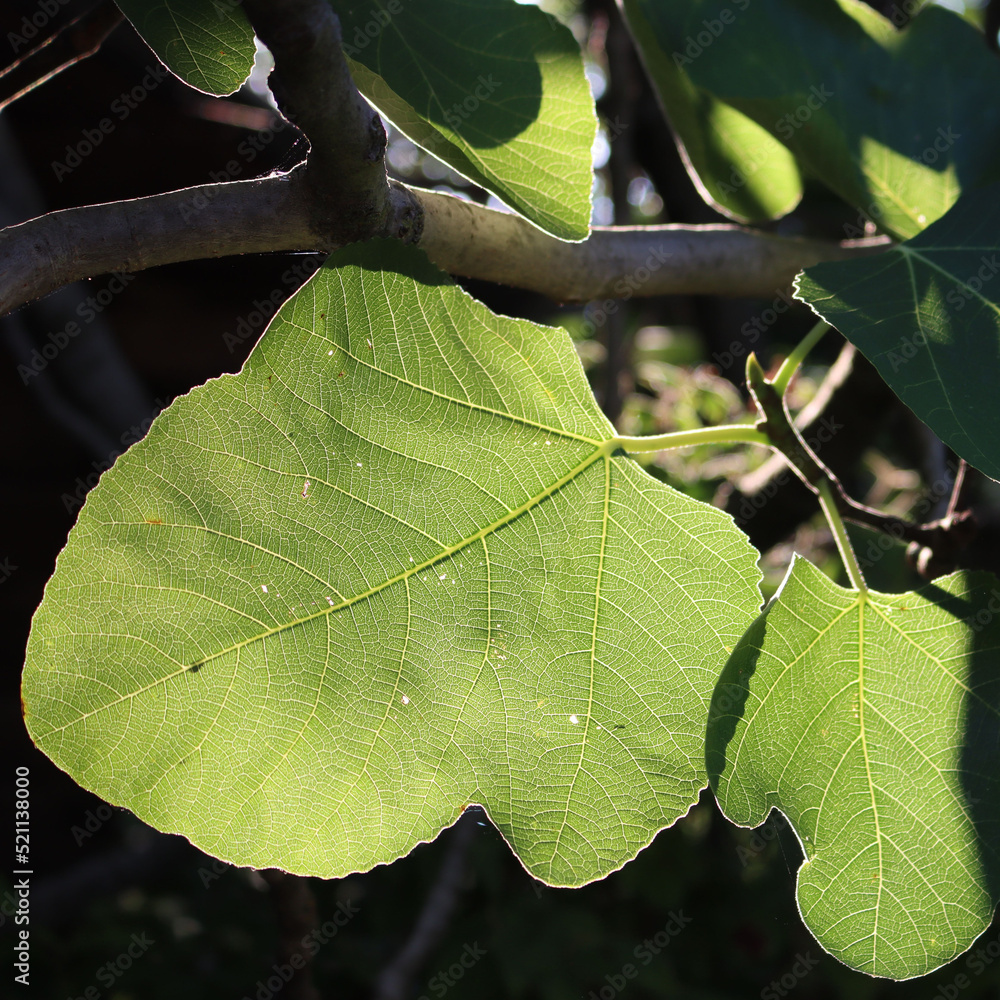Fig tree with many green leaves against sunlight. Ficus carica in the ...
