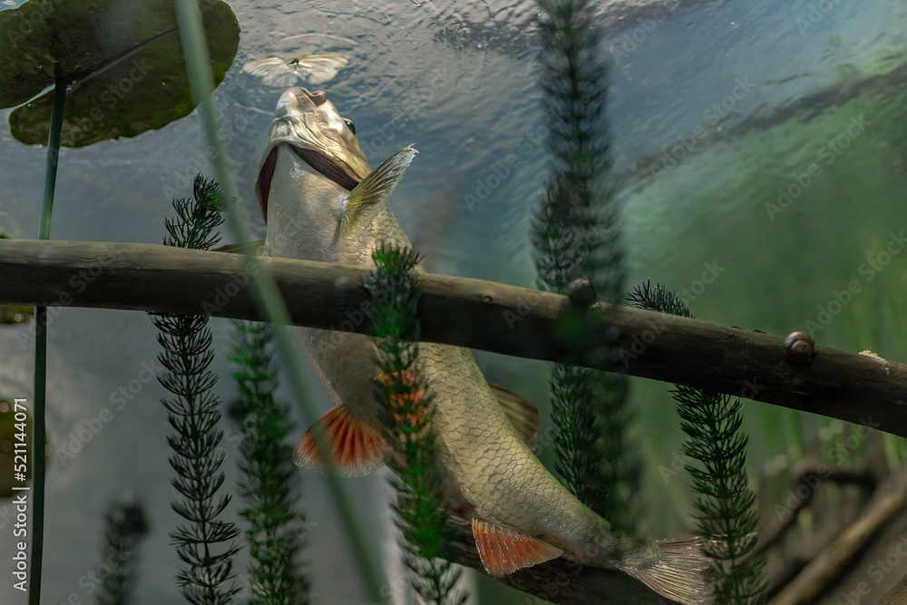 Freshwater fish asp (Aspius aspius) eats an insect from the surface ...