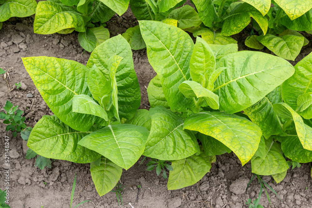 Green leaf tobacco in a blurred tobacco field background, close up ...