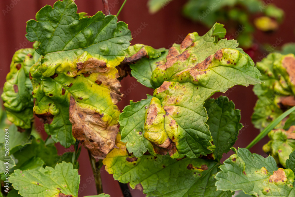 Gallic aphid on the leaves of red currant. The pest damages the currant ...