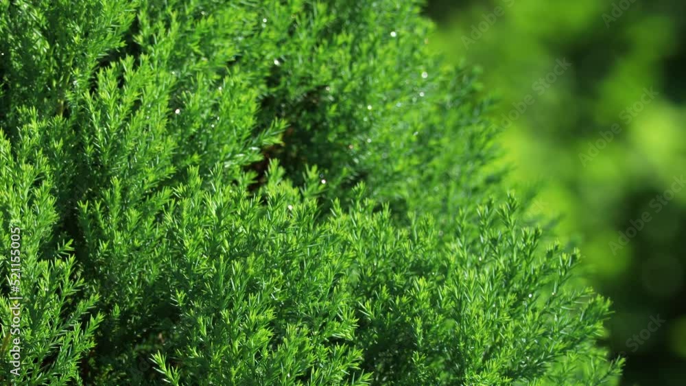 Dew drops on Juniperus Chinensis, Juniper branches with blur background ...