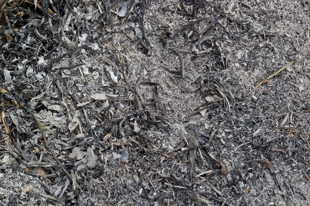 Ashes texture background. Wood ash in fireplace. Defocused charcoal ...