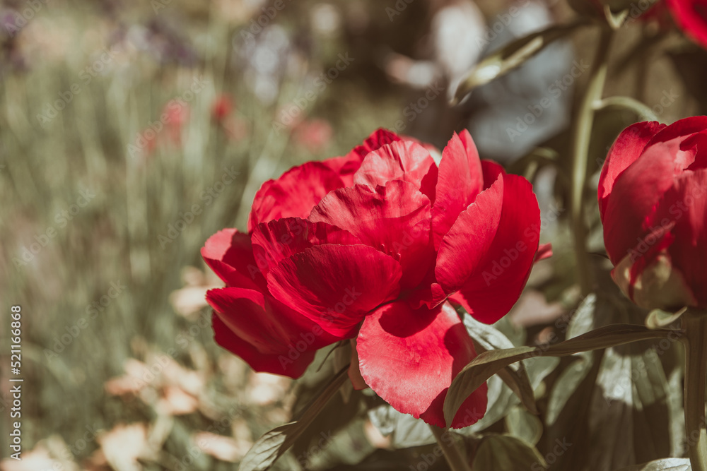 bright juicy flowers. desktop wallpaper with flowers. floral background ...