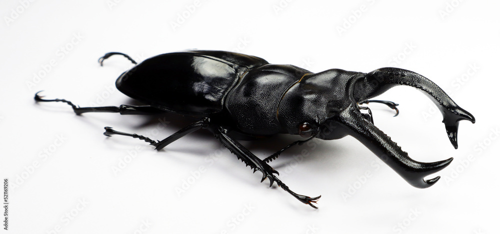 Beetle isolated on white. Giant black stag beetle Hexarthrius buqueti ...