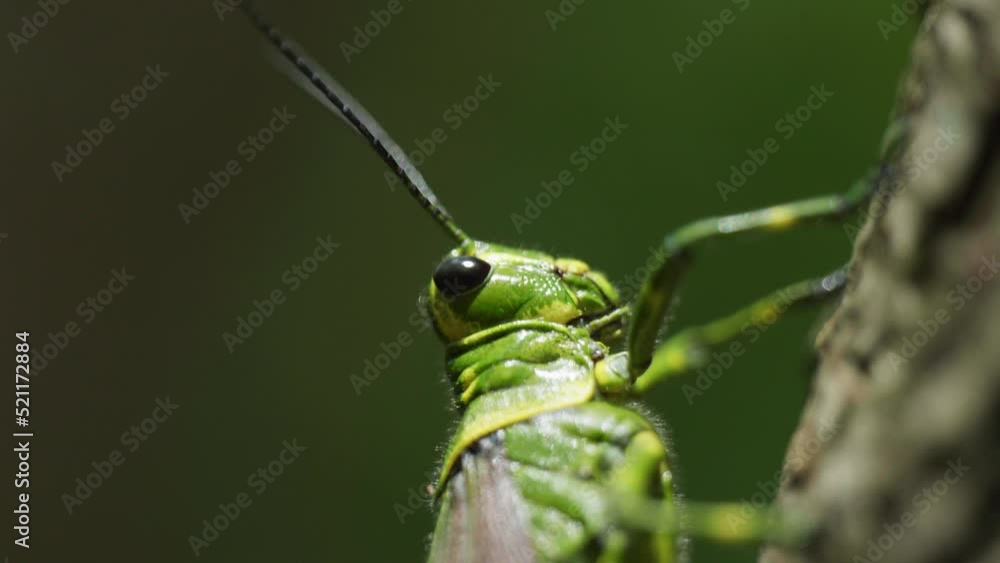 4K Cinematic wildlife macro footage of a grasshopper in slow motion in ...