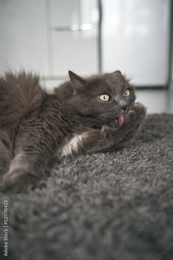 Cat washing itself. The cat is lying on the carpet cleaning and licking ...