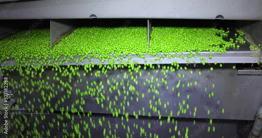 Industrial production of peas in food processing plant, washing and ...
