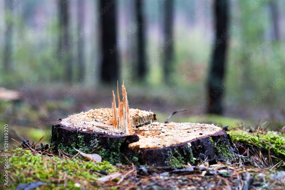 Deforestation, deforestation. Illegal logging. The concept of ecology ...