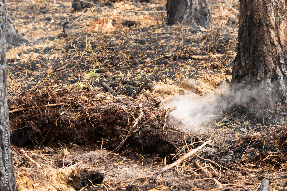 Smoke rising from a burned forest. Forest Fire. Development of forest ...