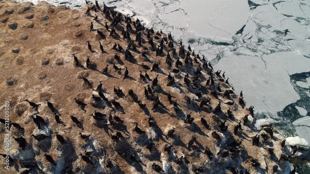 Aerial flight above flock of birds a huge nesting place for cormorants ...