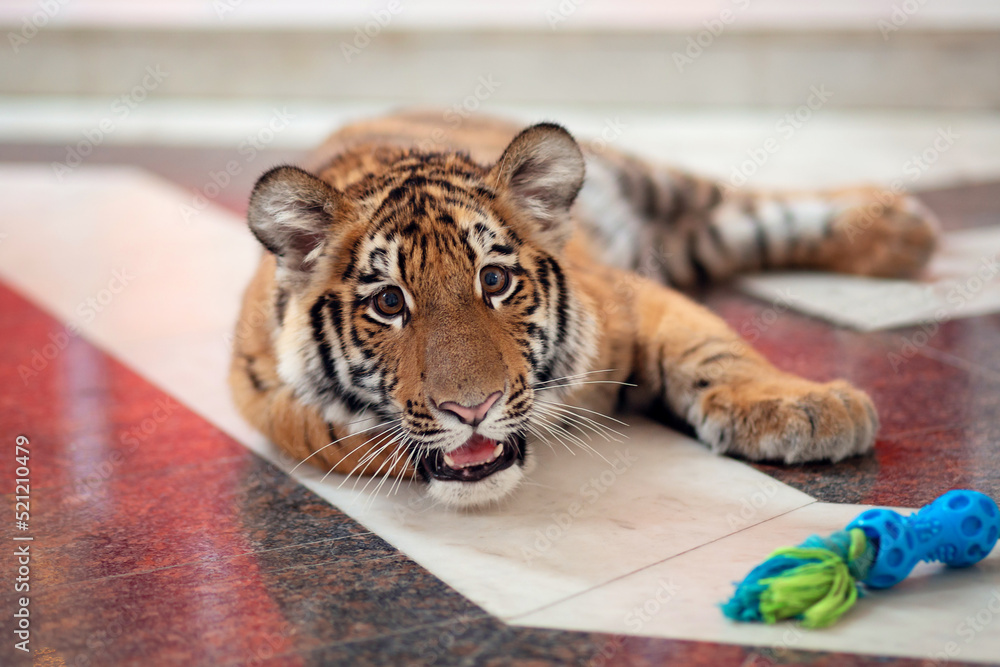 A cute tiger cub sprawled on the floor in a large rich house. Symbol of ...