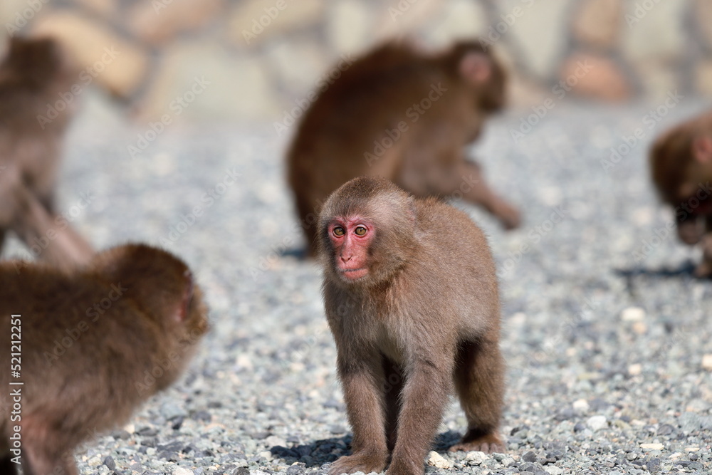 In Japan, the species is known as Nihonzaru to distinguish it from ...