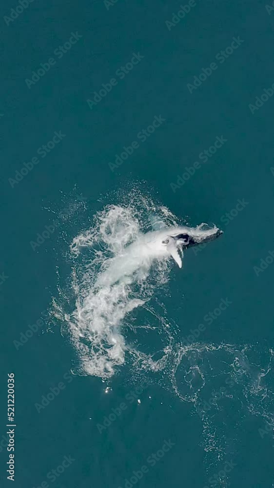 Vertical top view of orcas swimming in the ocean Stock Video | Adobe Stock