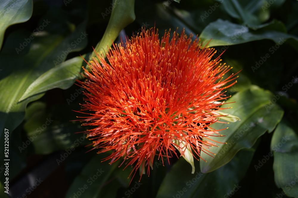 Scadoxus multiflorus (formerly Haemanthus multiflorus) is a bulbous ...