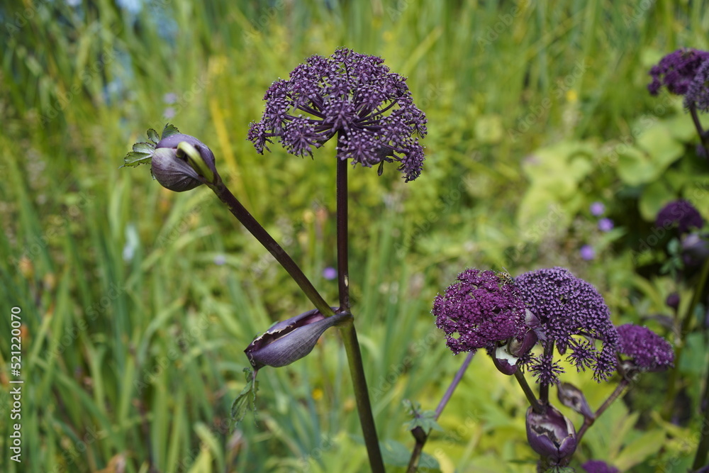 Angelica gigas, also called Korean angelica, giant Angelica, purple ...