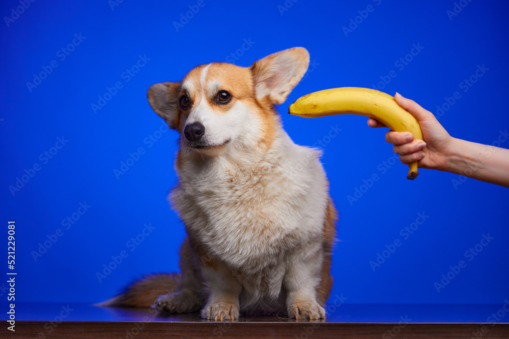 Hungry Welsh Corgi Pembroke dog and yellow banana on blue background. A ...